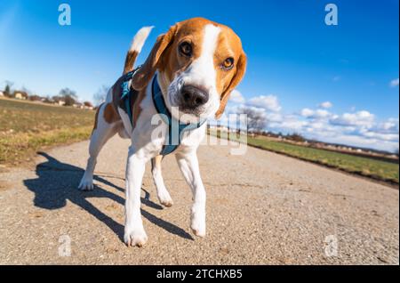 Beagle dog on rural road. Sunny day landscape copy space . With dog on ...