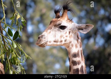 The giraffe is the tallest of all mammals. The giraffe has a short body ...