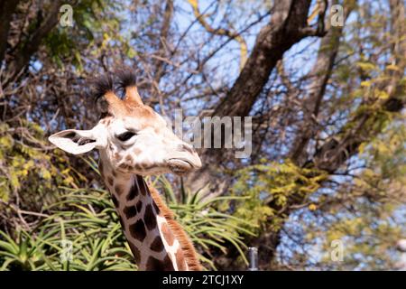 The giraffe is the tallest of all mammals. The legs and neck are ...