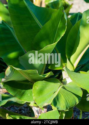 Williams Dwarf Banana Tree Stock Photo - Alamy