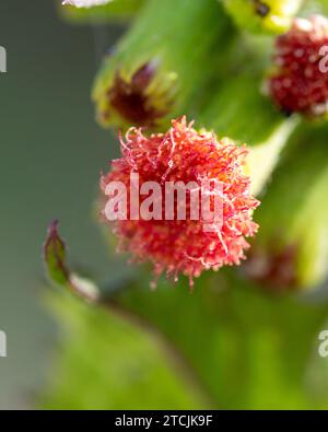 Red flower heads of the Thickhead weed plant Stock Photo - Alamy