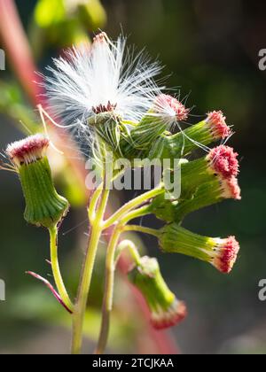 Tufty white seeds of the Thickhead weed landing on a green leaf Stock ...