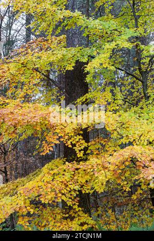 Autumn beech trees at Randolph's Leap. Morayshire, Scotland Stock Photo ...