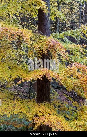 Autumn beech trees at Randolph's Leap. Morayshire, Scotland Stock Photo ...