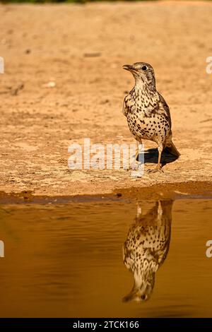 Mistle Thrush reflection in pond water Stock Photo - Alamy