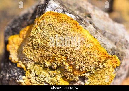 Caloplaca aurantia is a crustose lichen with lobulate margins that ...