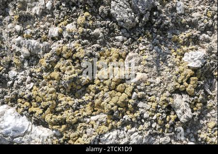 Desert Sulphur Lichen (Gyalolechia desertorum Stock Photo - Alamy