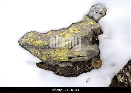 Lichen on rock surrounded by snow Stock Photo - Alamy