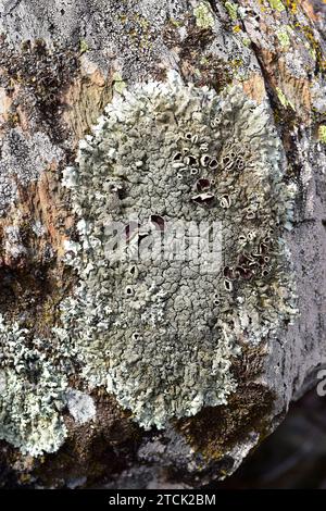 Xanthoparmelia tinctina or Parmelia tinctina is a foliose lichen with ...