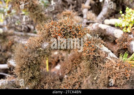 Seirophora lacunosa, Teloschistes lacunosus or Ramalina lacunosa is a ...
