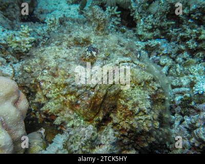 Steinfisch Synanceia verrucosa, Unterwasser-Foto, Tauchplatz The ...