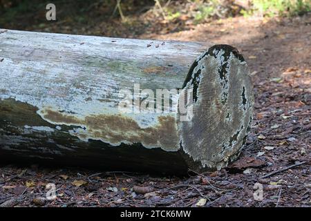 Coniophora puteana, commonly called the cellar fungus or wet rot fungus ...