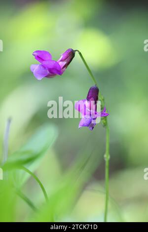 Spring Pea (Lathyrus vernus) flowering, growing in woodland, Vercors ...
