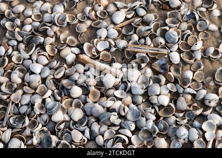 Different types of shells on the beach of Texel Stock Photo - Alamy