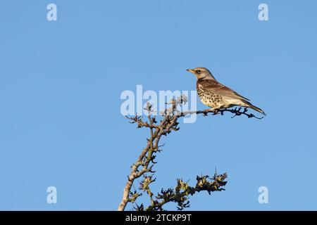 Fieldfare (Turdus pilaris) Norfolk November 2023 Stock Photo - Alamy