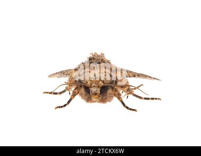 Nutmeg moth isolated on white background, Hadula trifolii Stock Photo ...