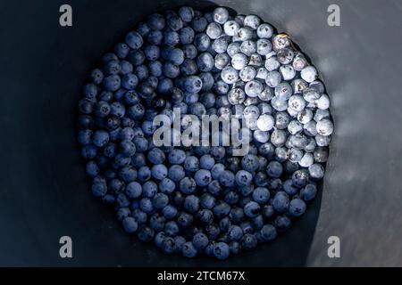 Raw sweet blueberries inside a bucket, close up. Blueberry picking ...