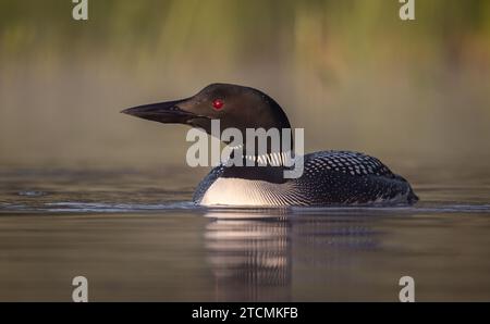 Common loon in Maine Stock Photo - Alamy