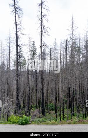 Burned dead trees after forest fire in Northern California Stock Photo ...