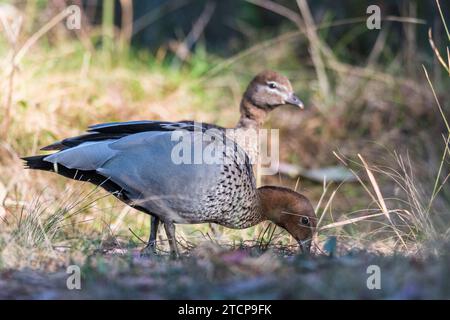 Harmony in Plumage: Male and Female Australian wood duck, maned duck or ...