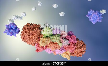 Proteasomes are molecular machines for breaking down proteins called ...