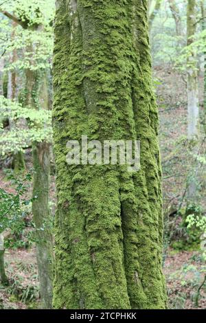 The twisted trunk of a beech tree in Tehidy Country Park , Cornwall ...