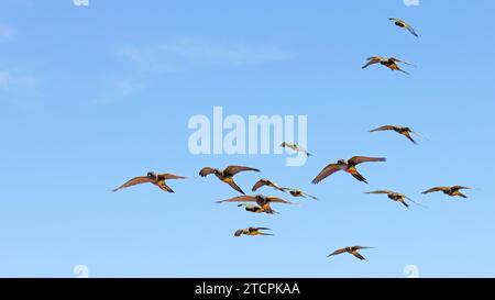 Flock of Burrowing parakeets in flight over the sea Stock Photo - Alamy