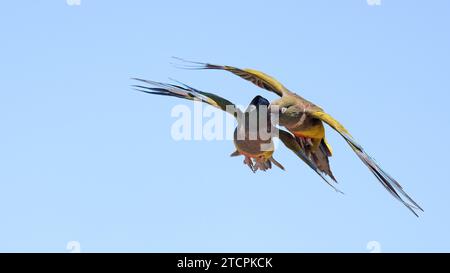 Two Burrowing parakeets in flight over the sea Stock Photo - Alamy