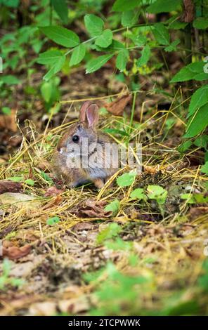 Baby Rabbit in the Wayne National Forest Stock Photo - Alamy