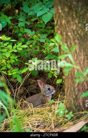 Baby Rabbit in the Wayne National Forest Stock Photo - Alamy