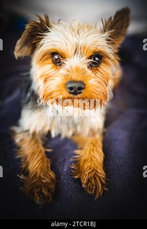 Yorkshire Terrier dog on sofa in cozy room at Christmas Eve. New Year ...