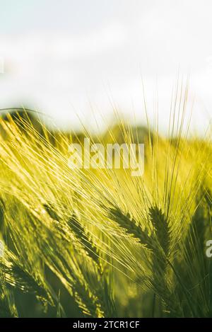 Shallow focus of a green rye on blurred background Stock Photo - Alamy