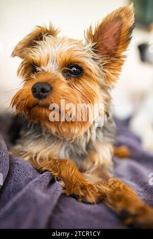 Yorkshire Terrier dog on sofa in cozy room at Christmas Eve. New Year ...
