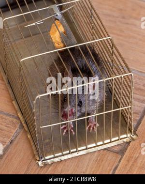 rat caught in rat cage trap from different angle at day Stock Photo - Alamy