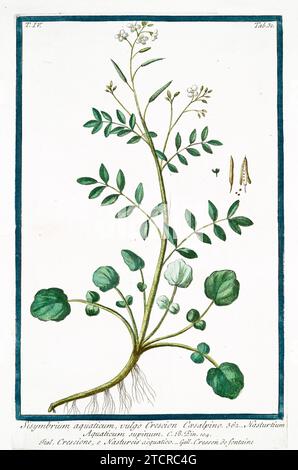 Watercress or yellowcress (Nasturtium officinale). Antique hand drawn ...