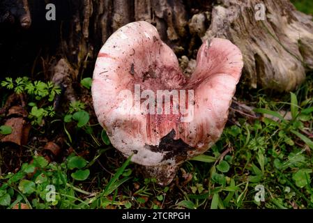 Pinkmottlet woodwash (Hygrophorus russula) is an edible mushroom. This ...
