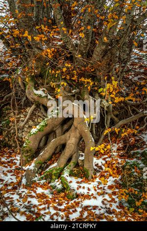 Beech woods of Abruzzo national park in autumn, Italy Stock Photo - Alamy