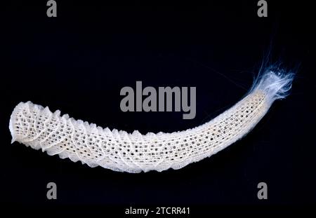 Venus Flower Basket Sponge Skeleton Euplectella aspergillum Stock Photo ...