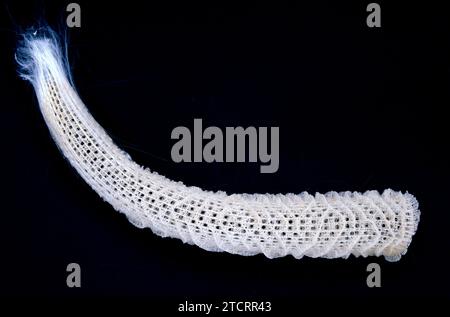 Venus Flower Basket Sponge Skeleton Euplectella aspergillum Stock Photo ...