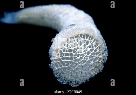 Venus Flower Basket Sponge Skeleton Euplectella aspergillum Stock Photo ...