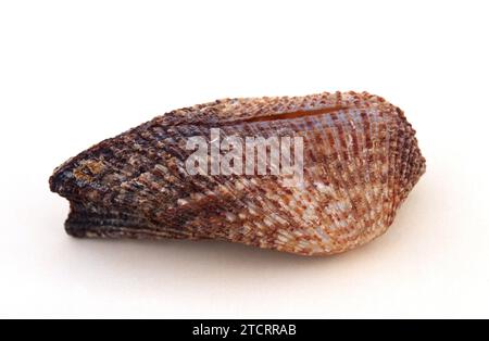 Noah's Ark shell (Arca noae) is a marine bivalve mollusk native of ...