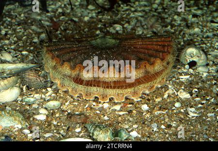 King scallop, great scallop or Saint James shell (Pecten maximus) is an ...