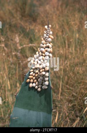 Mediterranean coastal snail (Theba pisana) is a terrestrial snail ...