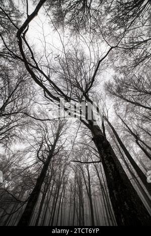 A low angle vertical shot of a Beech Forest with the sunlight ...