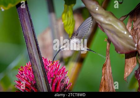 Long tailed hermit hummingbird hovering, Jaco, Costa Rica Stock Photo ...