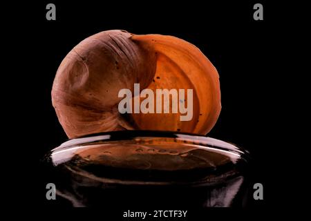 a shimmering golden snail shell lying on a glass isolated with a black ...