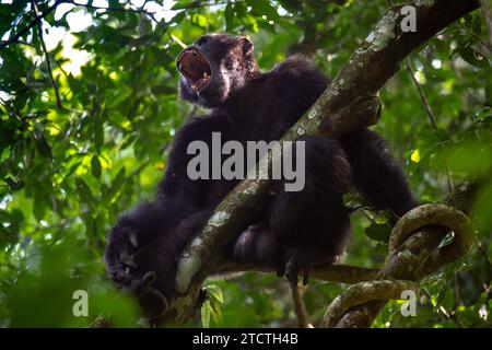 Bugondo forest chimpanzee standing and a branch and screaming Stock ...