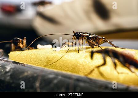 cockroach infestation eating in a messy and very dirty kitchen sink ...