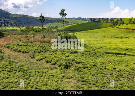 Tea estate in western province, Rwanda, Africa Copyright: Godong 809 ...