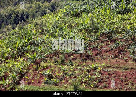 Banana tree plantation in central Rwanda Stock Photo - Alamy